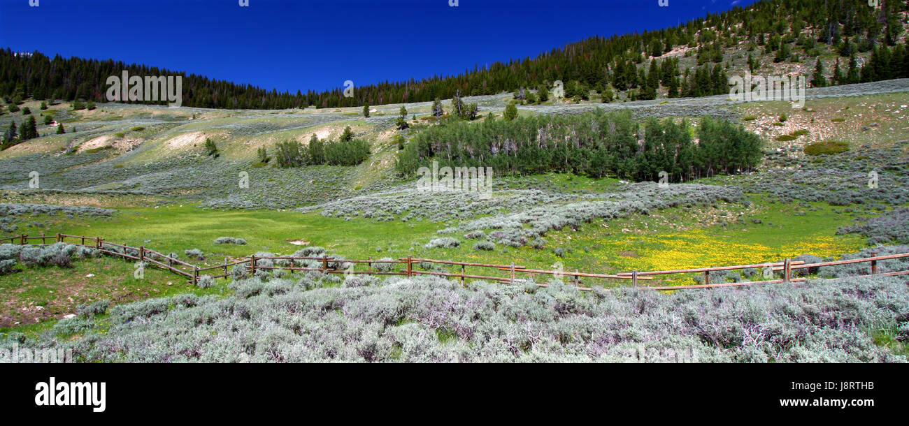 flower, plant, national, prairie, forest, beautiful, beauteously, nice ...