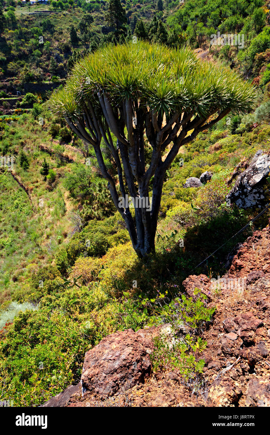 dragon tree xvii Stock Photo - Alamy