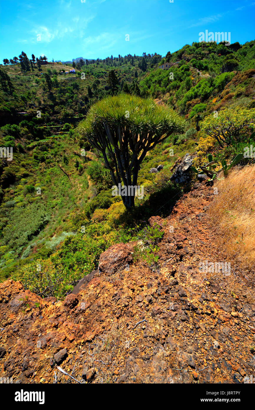 Dragon trees forest la palma hi-res stock photography and images - Alamy