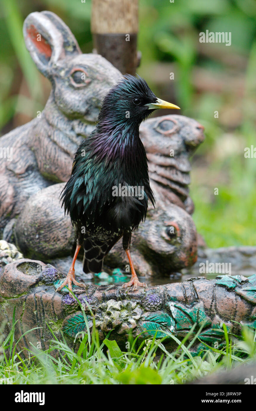 Common Starling, Sturnus vulgaris also called European Starling, male ...