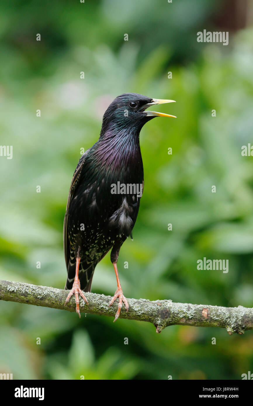 Common Starling, Sturnus vulgaris also called European Starling, male ...