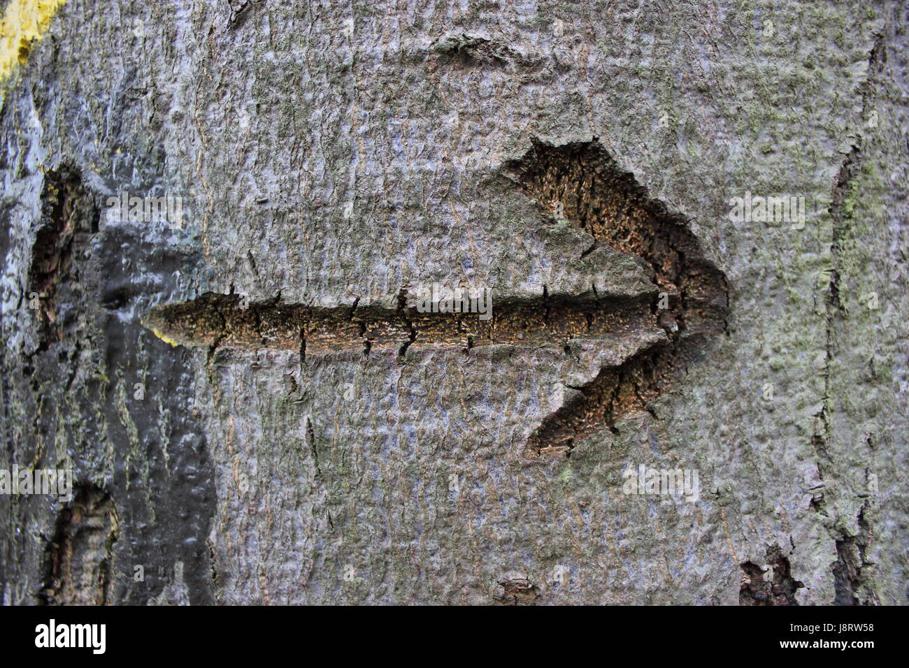 tree, bark, direction, beech, hint, carved, pointing, pictogram, symbol ...