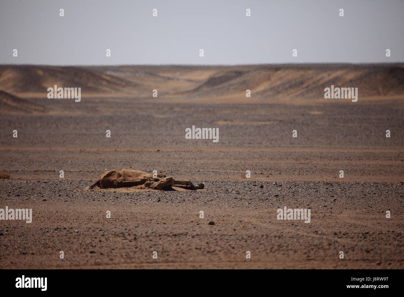 ground, soil, earth, humus, dryness, dry, dried up, barren, climate ...
