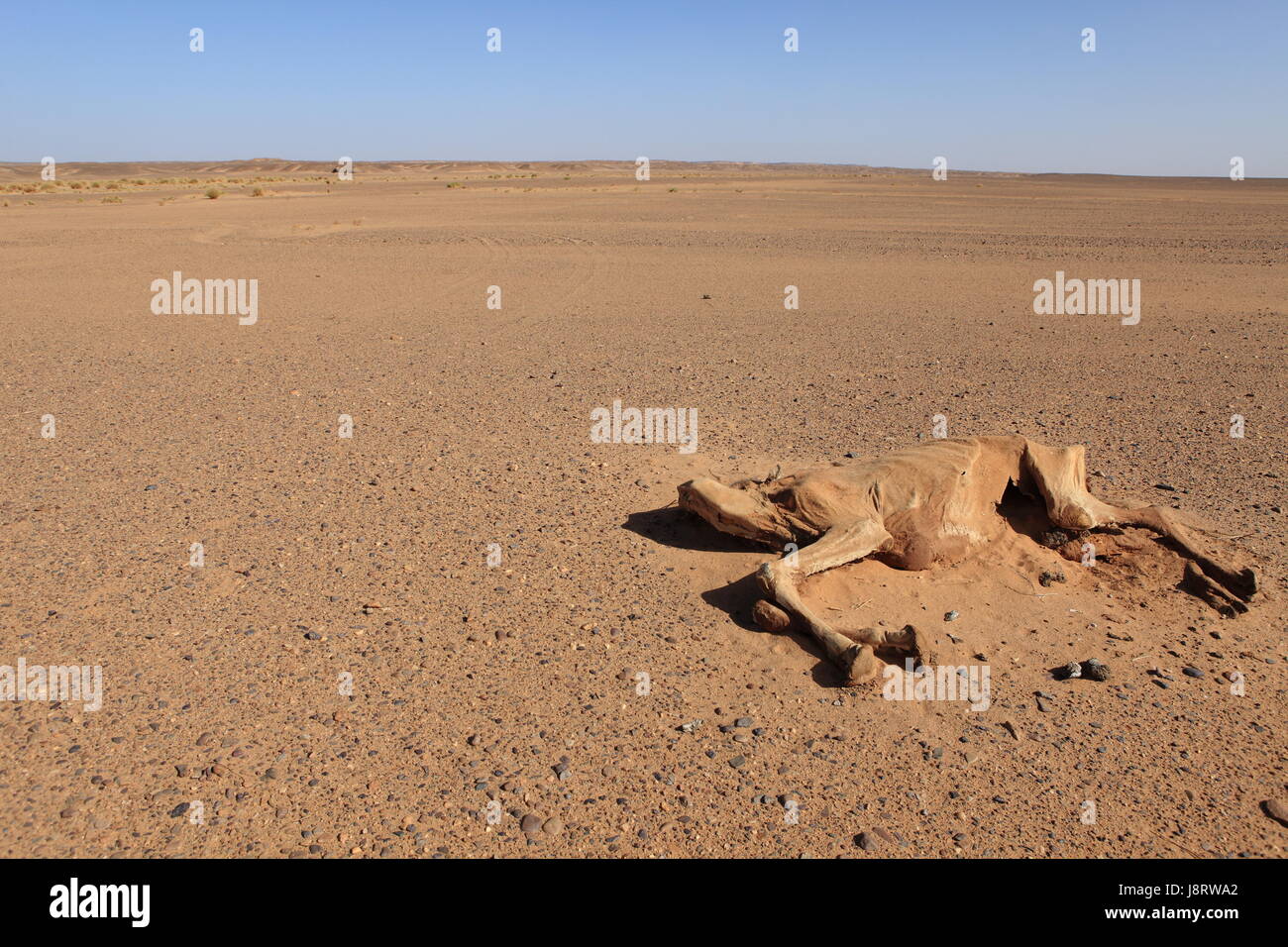 death, camel, dryness, dry, dried up, barren, climate change, macro ...