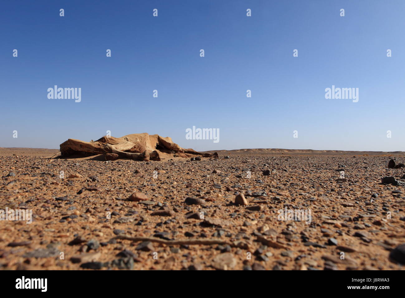 death, camel, dryness, dry, dried up, barren, climate change, macro ...