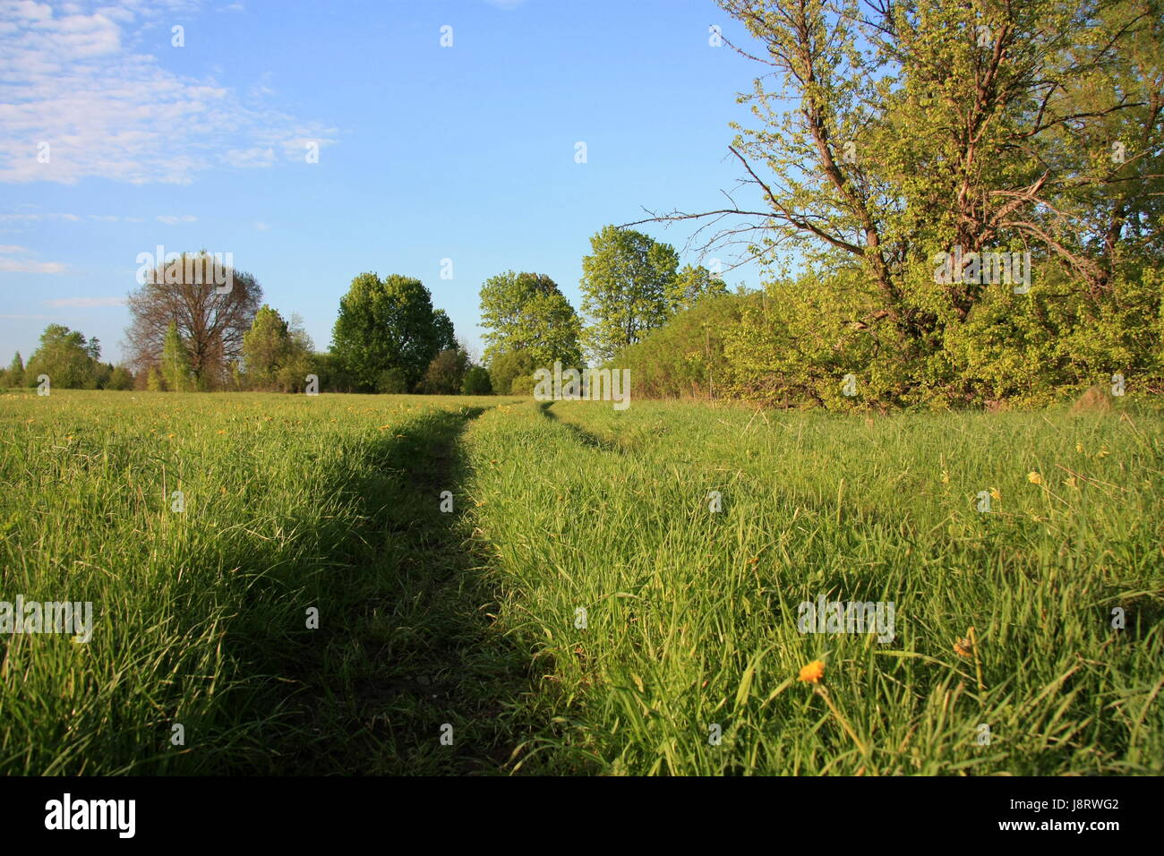Path through the meadow Stock Photo - Alamy