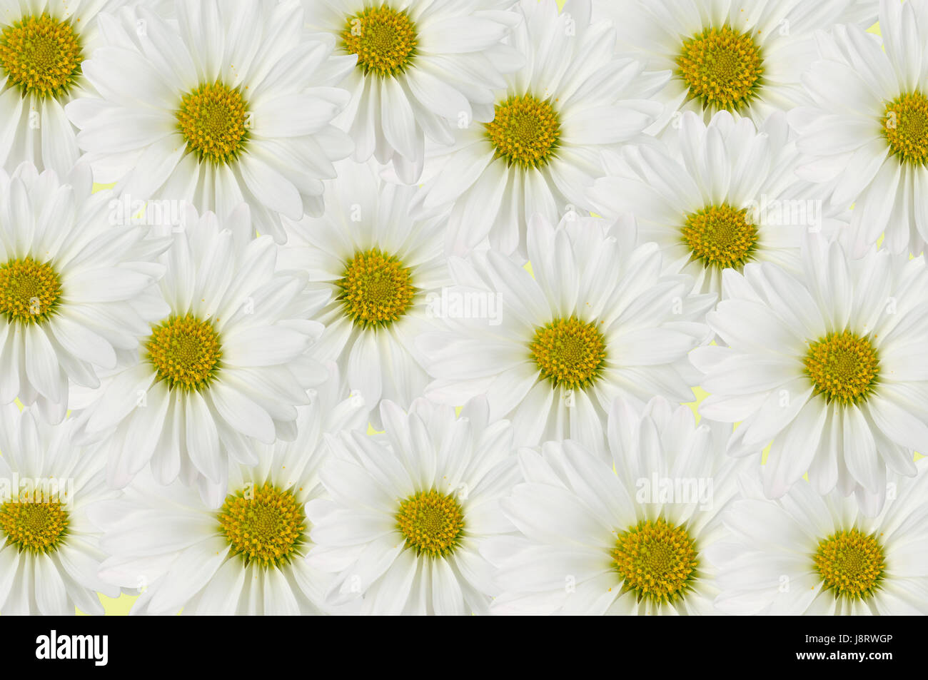 beautiful, beauteously, nice, bloom, blossom, flourish, flourishing ...