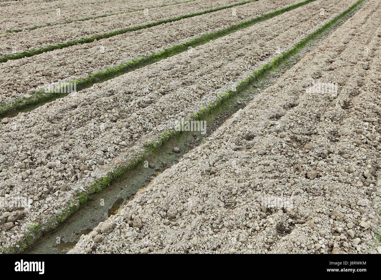 order, ground, soil, earth, humus, agriculture, farming, field ...