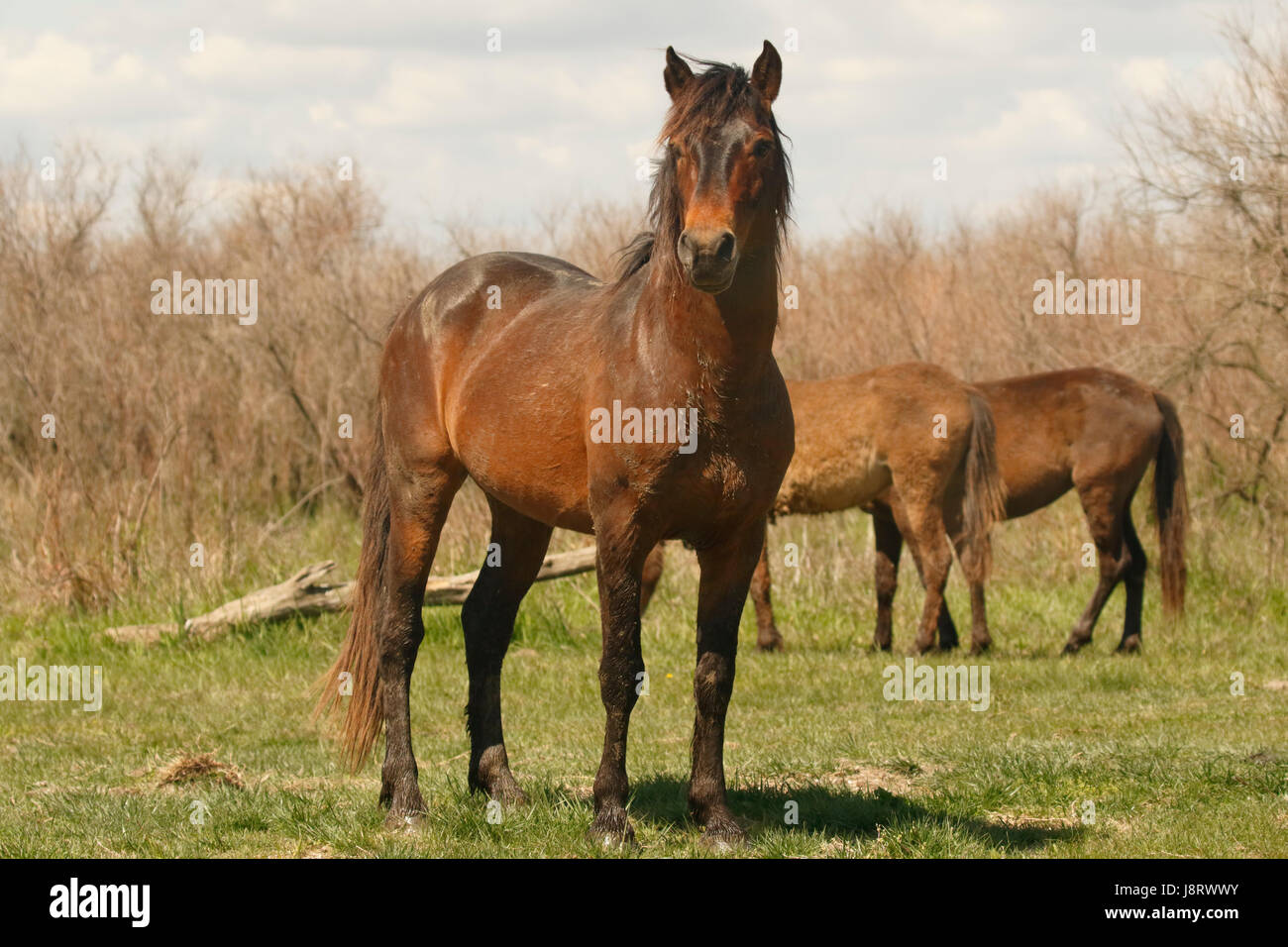 Danube Delta horse or Letea horse stallion and mares, Danube Delta ...
