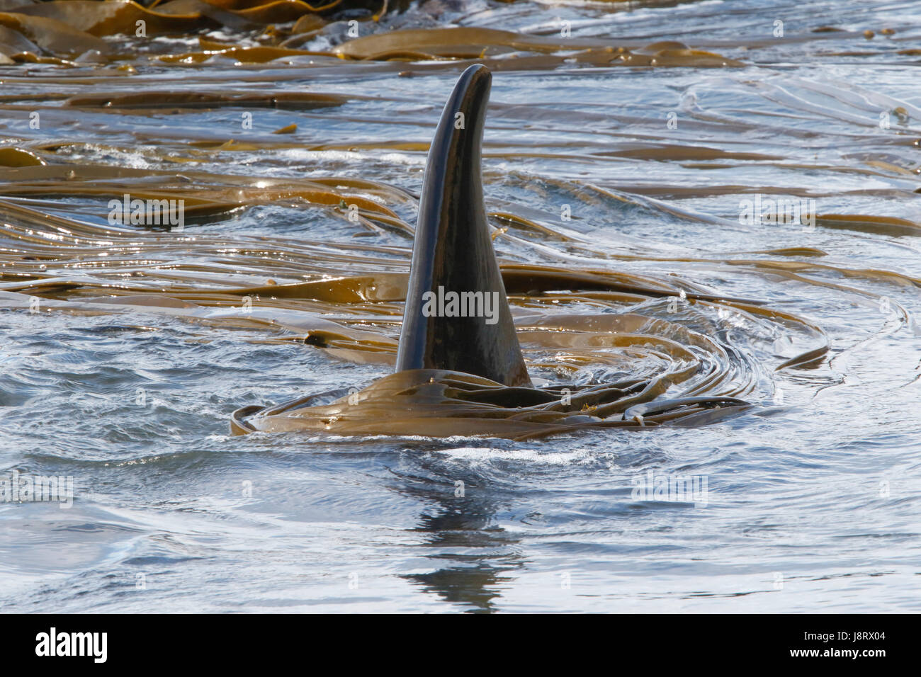 orca or killer whale (Orcinus orca), showing dorsal fin swimming in sea ...
