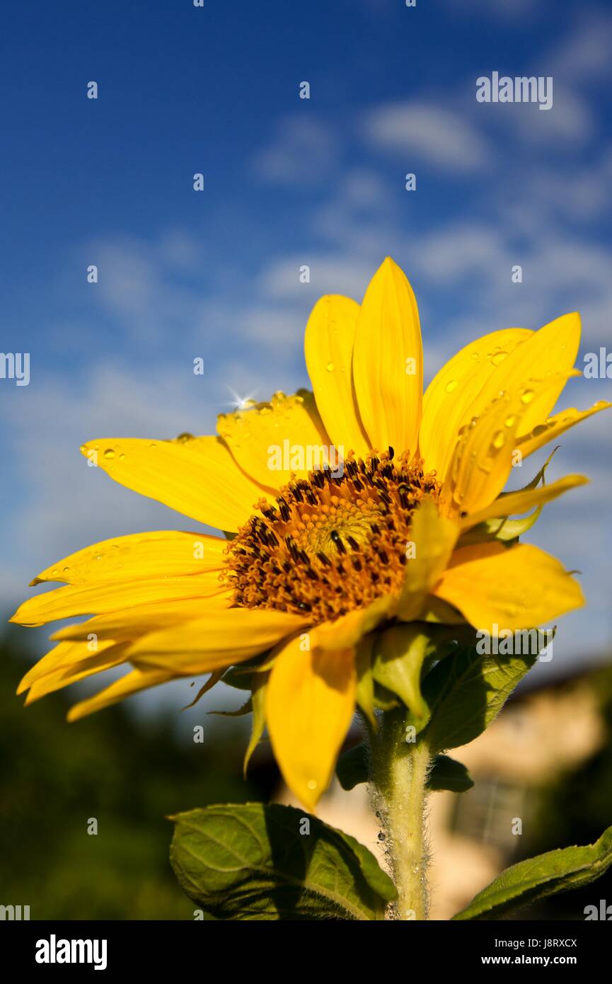 flower, plant, bloom, blossom, flourish, flourishing, flowers, summer ...