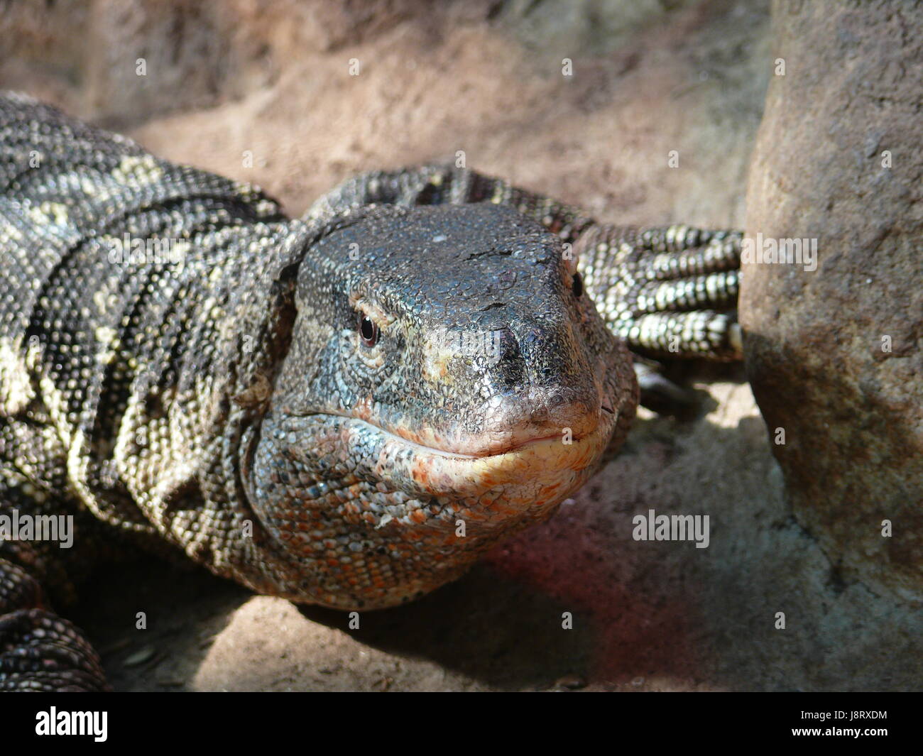lizard, face, near, water, nile, wild, africa, lizard, face, zoo, near ...