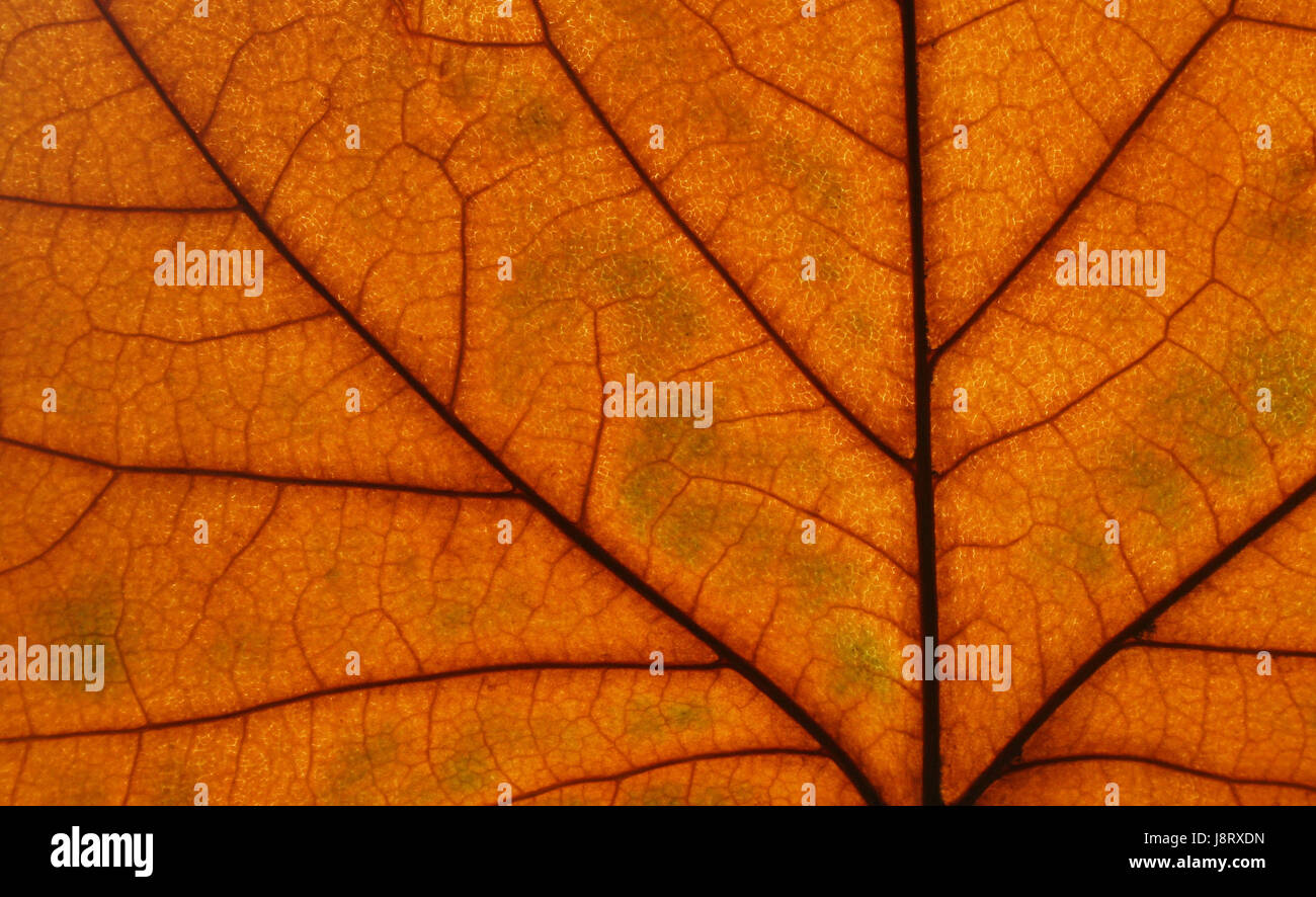 Backdrop of veined leaf hi-res stock photography and images - Alamy