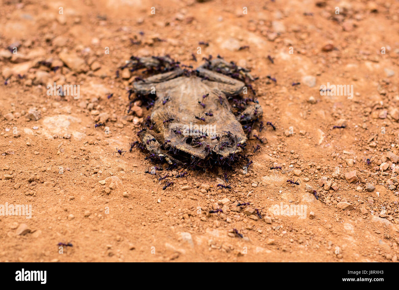 Australia pest species hi-res stock photography and images - Alamy