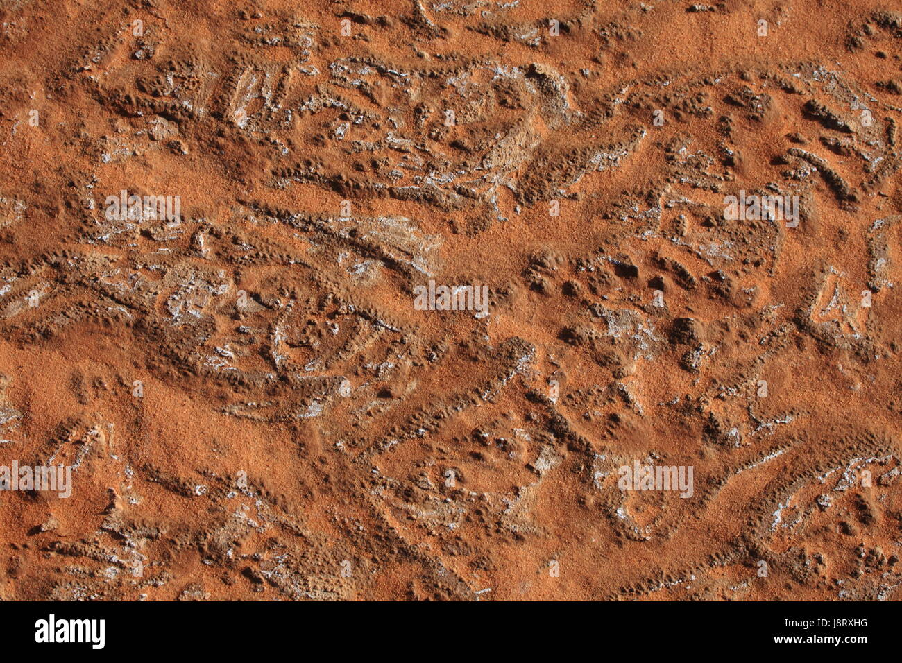 ground, soil, earth, humus, dryness, dry, dried up, barren, climate ...