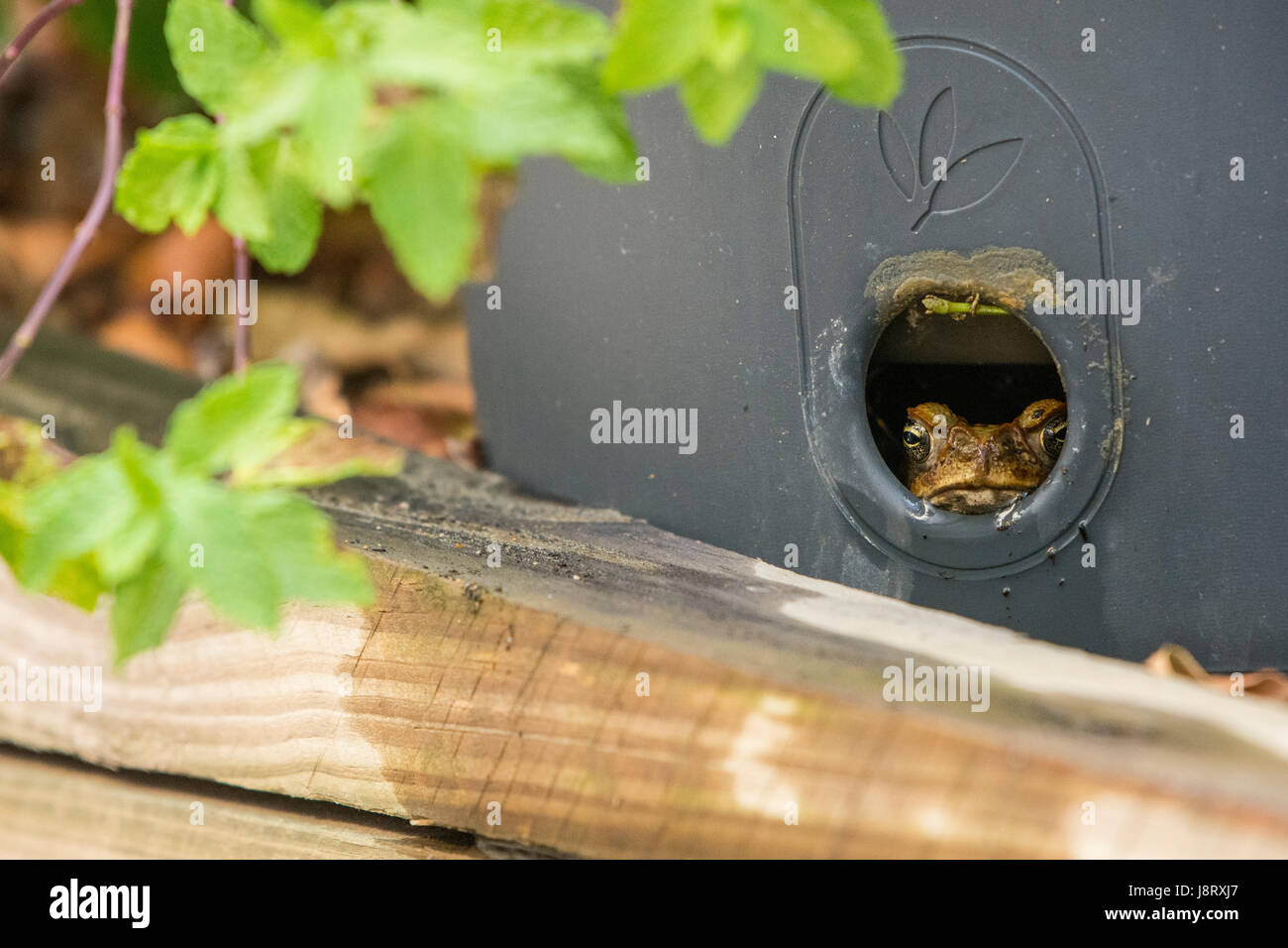 Pest australia hi-res stock photography and images - Alamy
