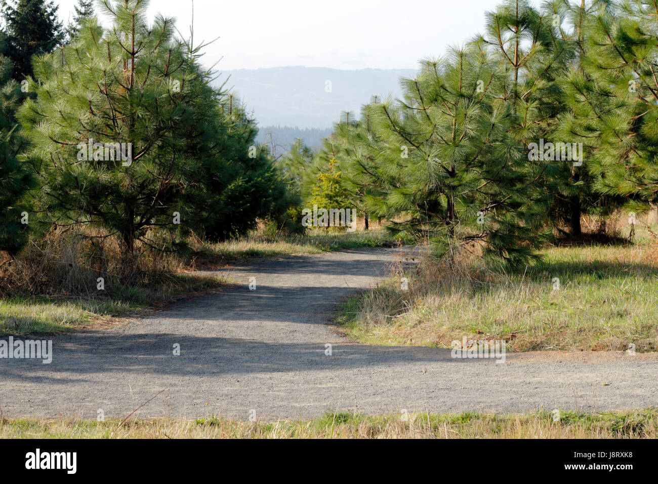 route, trail, road, path, way, street, blue, tree, trees, mountains ...