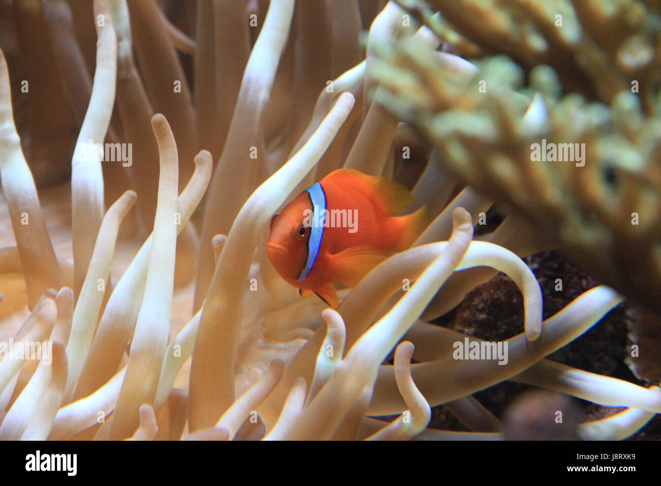 aquarium, pacific, salt water, sea, ocean, water, nemo, swimming ...