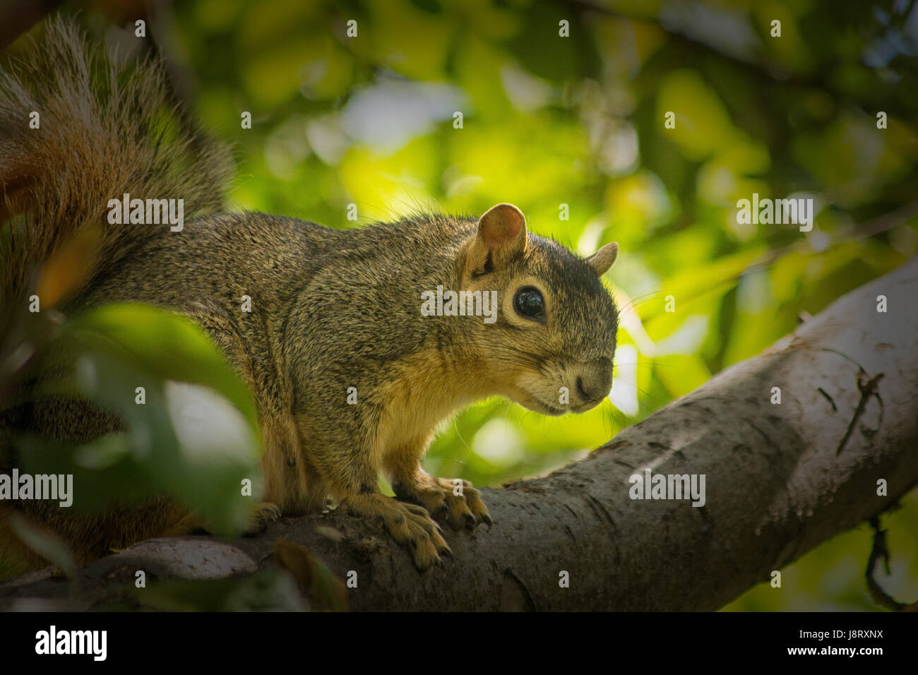 squirrel in a tree Stock Photo - Alamy
