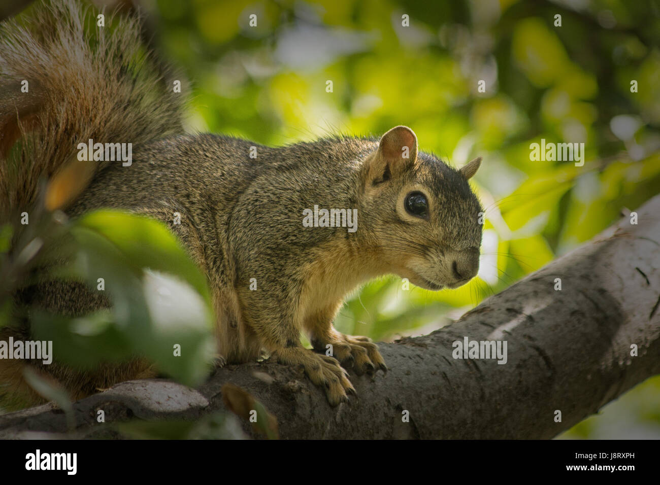 squirrel in a tree Stock Photo - Alamy