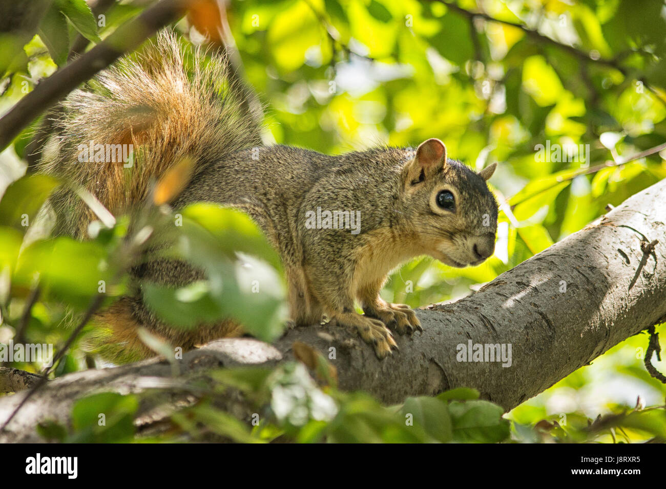 squirrel in a tree Stock Photo - Alamy