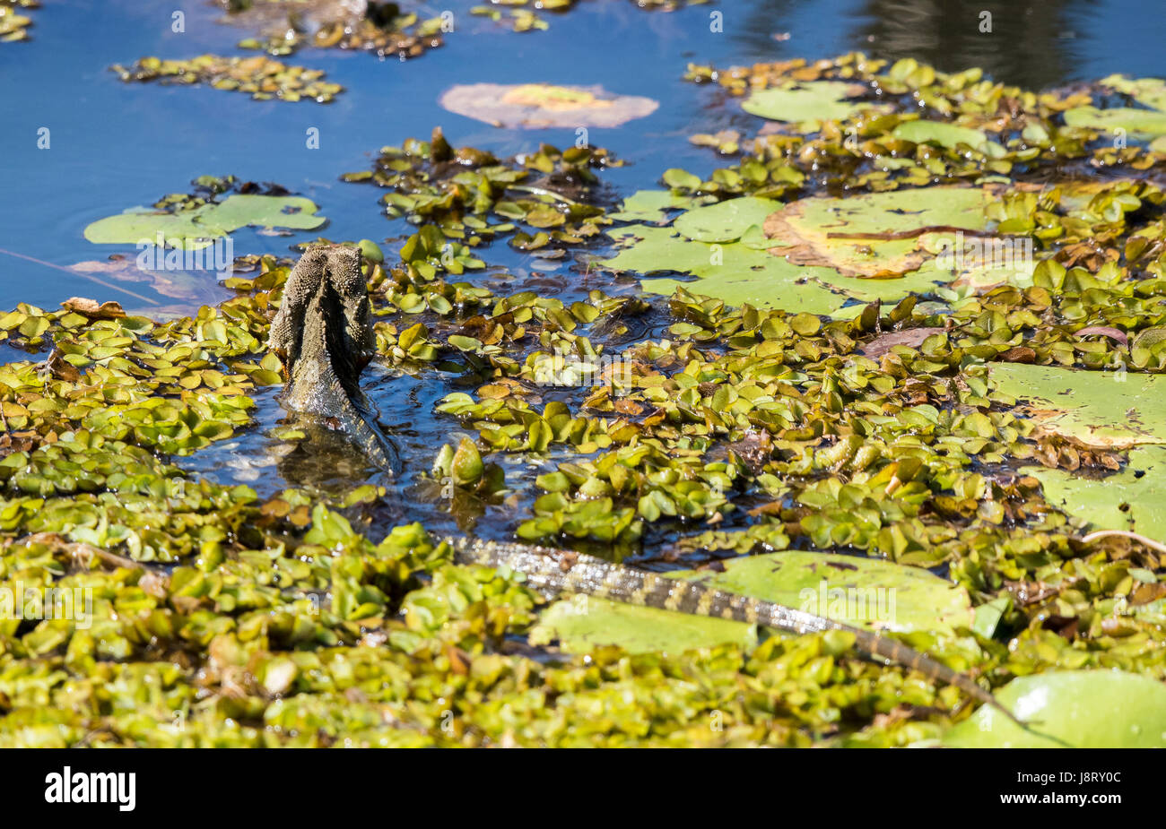 Dragon swimming hi-res stock photography and images - Alamy