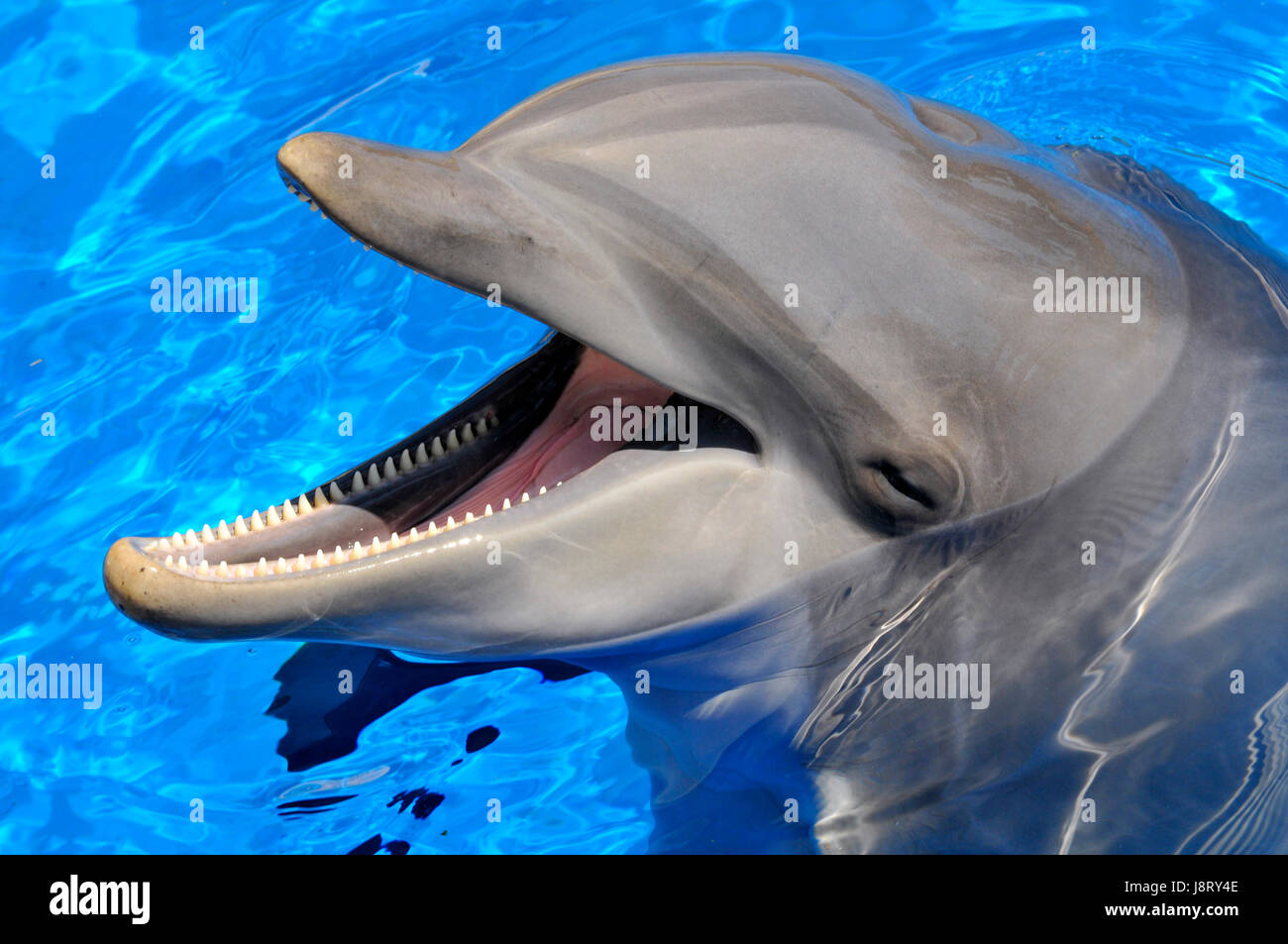 mammal, tongue, dolphin, tooth, head, mouth, blue, detail, closeup ...