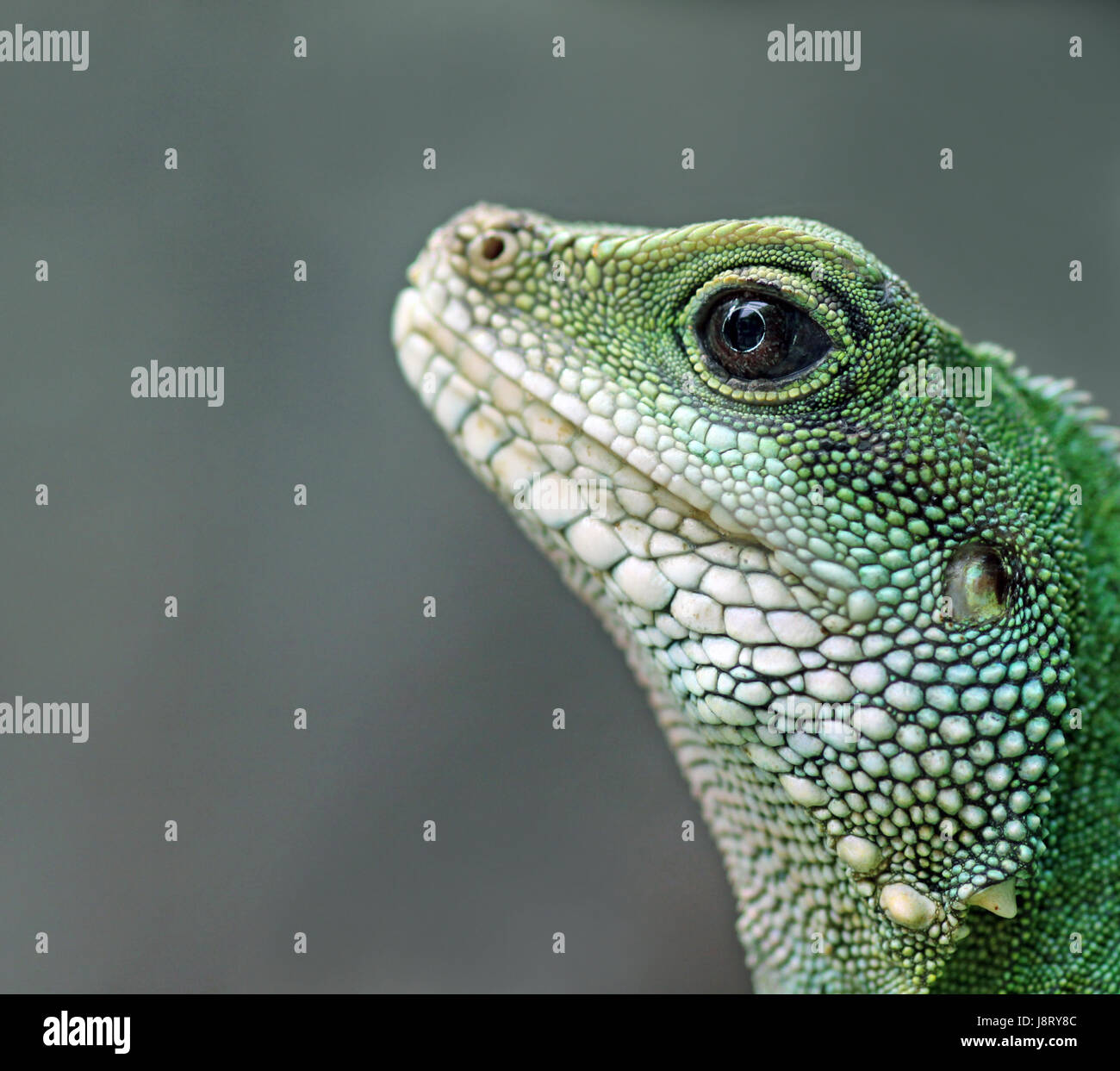 curiosity [physignathus cocincinus] Stock Photo - Alamy