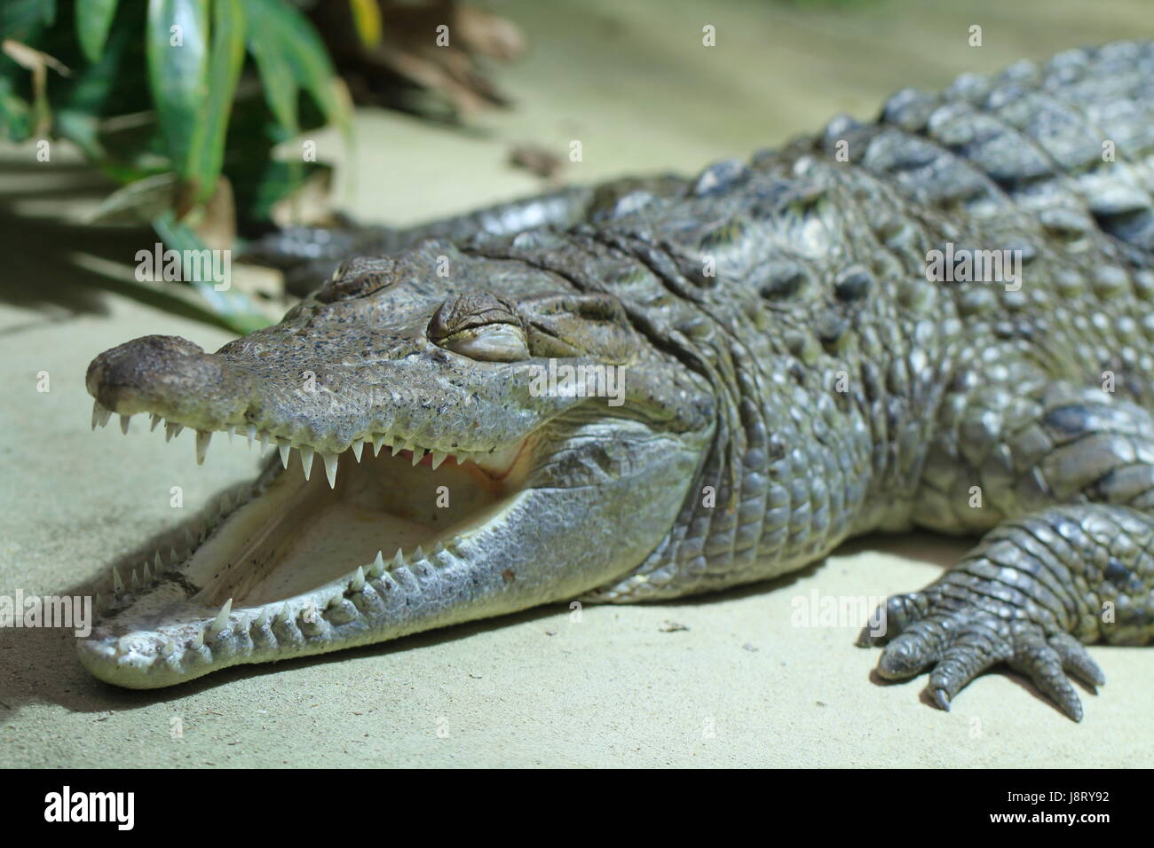 reptile, crocodile, saurian, armour, nile, legs, macro, close-up, macro ...