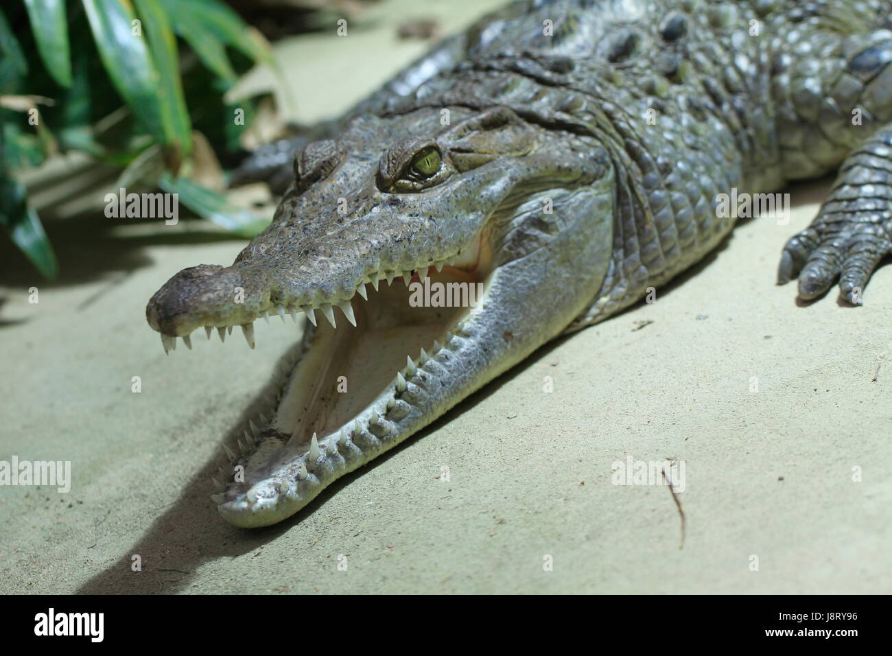 reptile, crocodile, saurian, armour, nile, legs, macro, close-up, macro ...