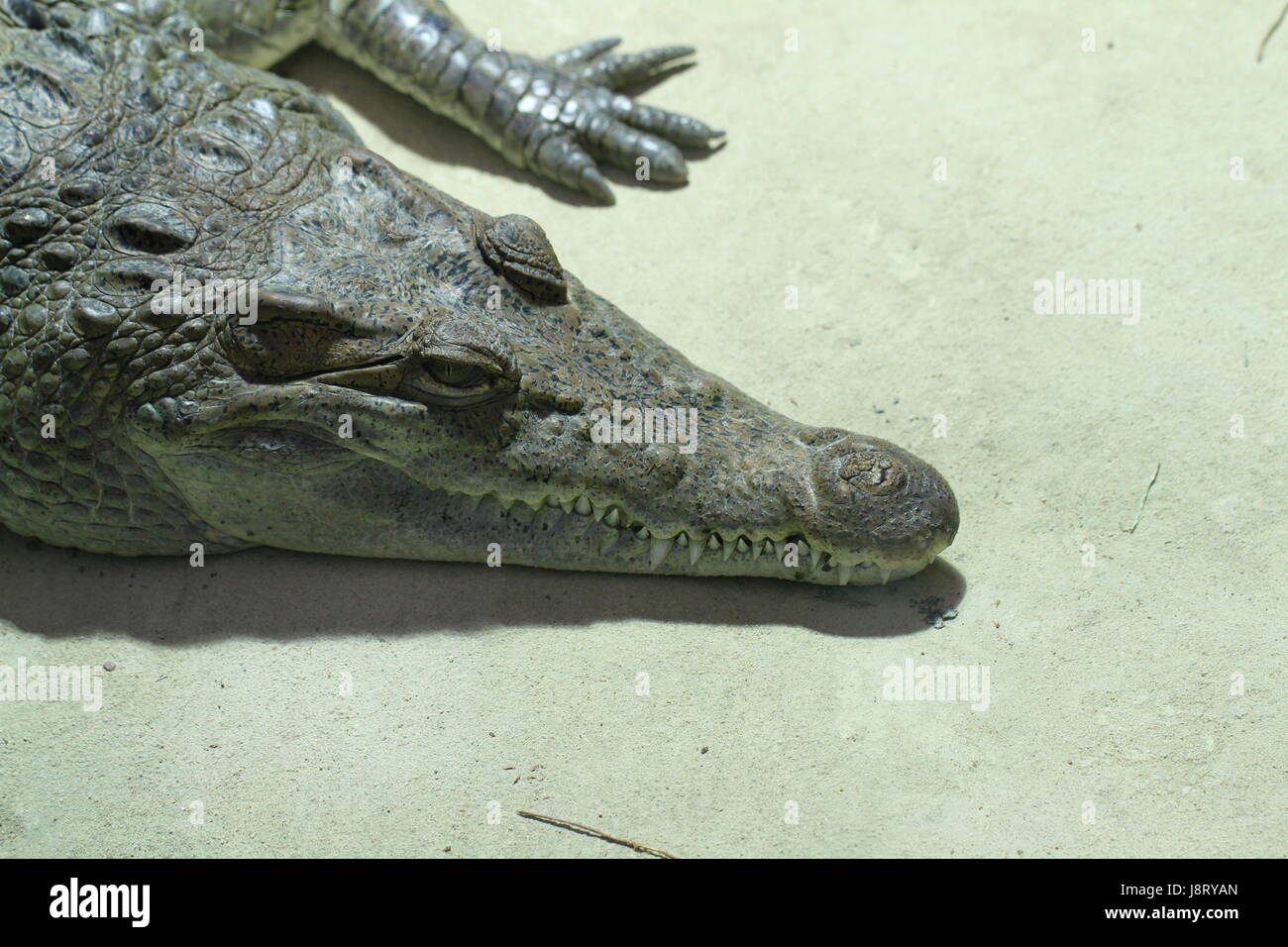 reptile, crocodile, saurian, armour, nile, legs, macro, close-up, macro ...