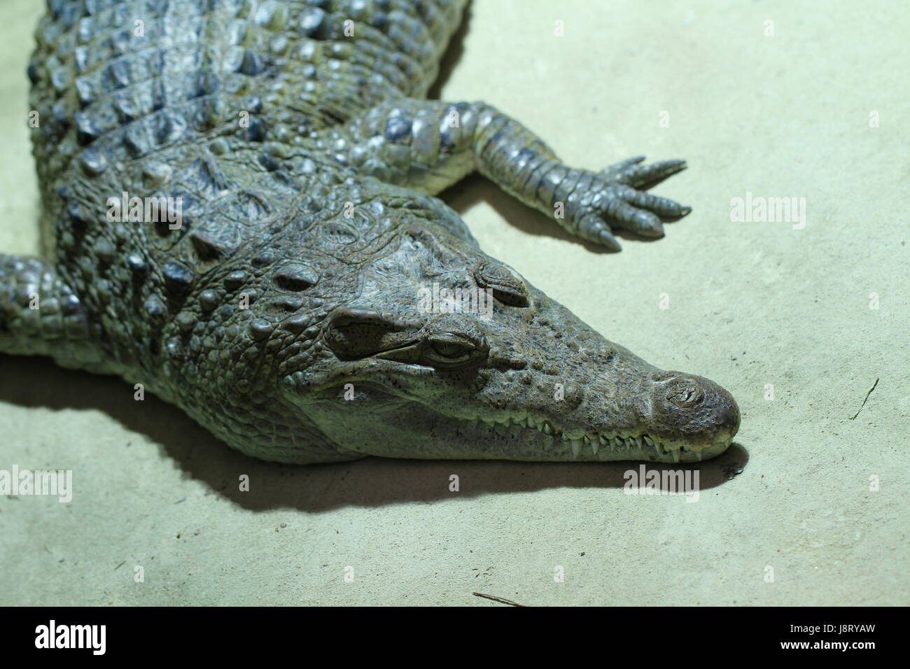 reptile, crocodile, saurian, armour, nile, legs, macro, close-up, macro ...