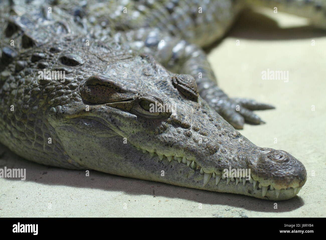 Reptile crocodile saurian armour nile hi-res stock photography and ...