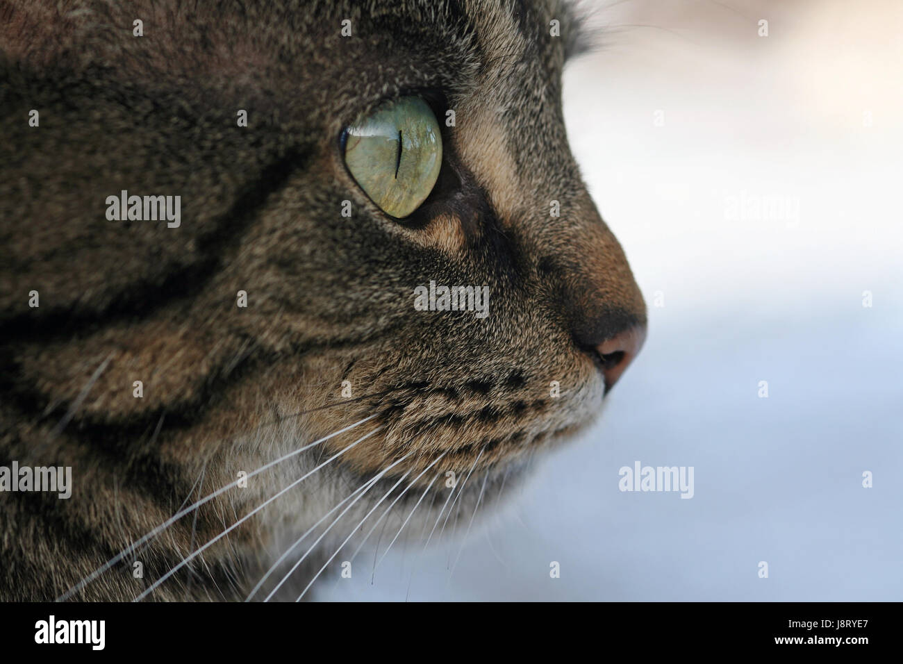 an interested look Stock Photo - Alamy