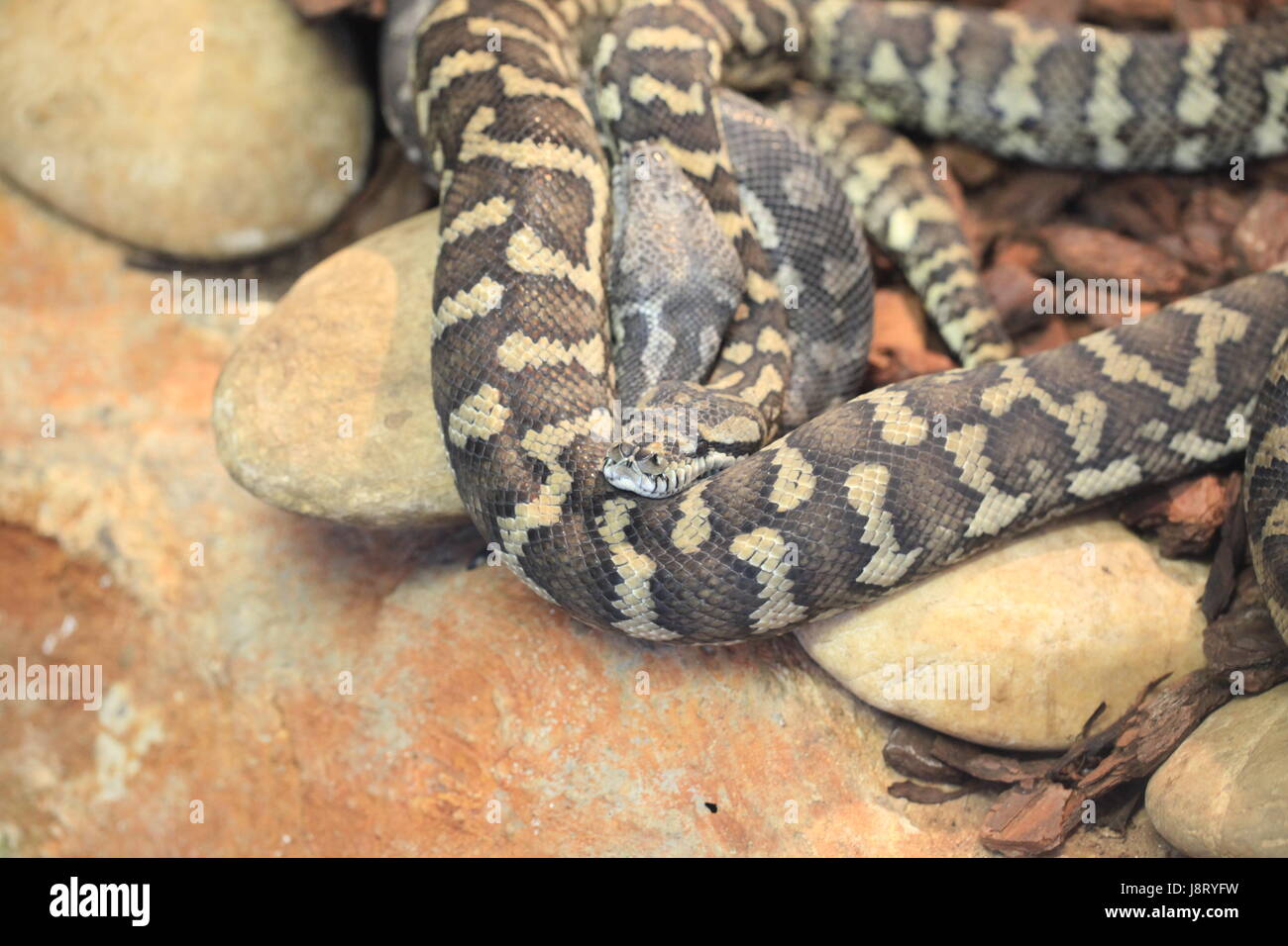 phyton in closeup Stock Photo - Alamy