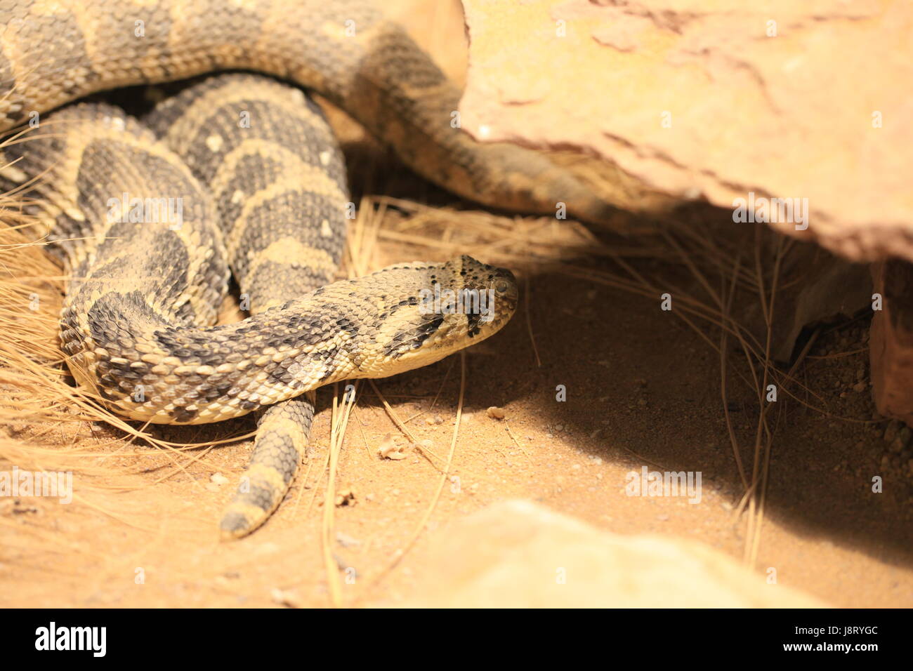 puffotter in closeup Stock Photo - Alamy
