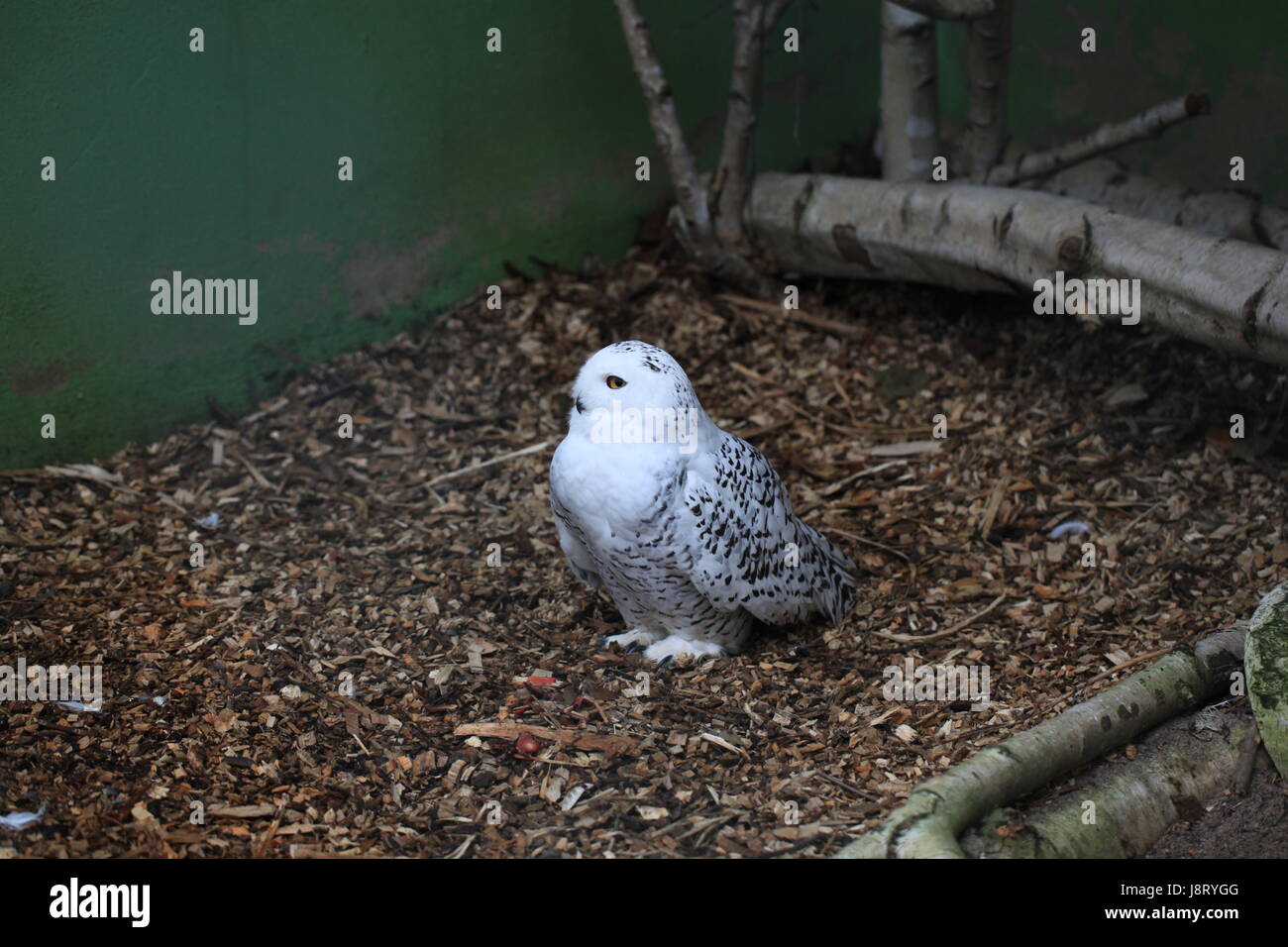 snow owl in closeup Stock Photo - Alamy