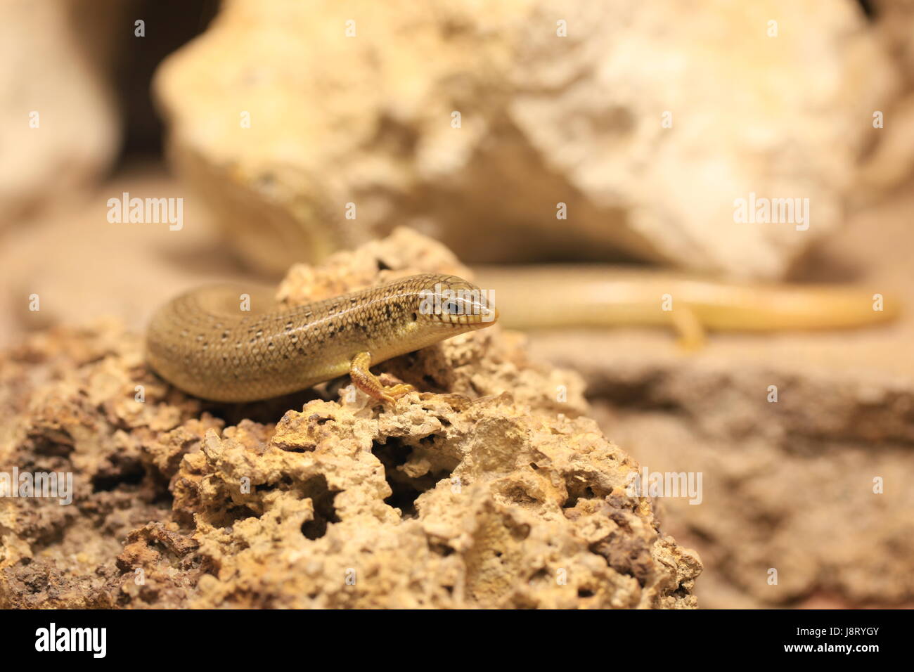 spotted skink in closeup Stock Photo - Alamy