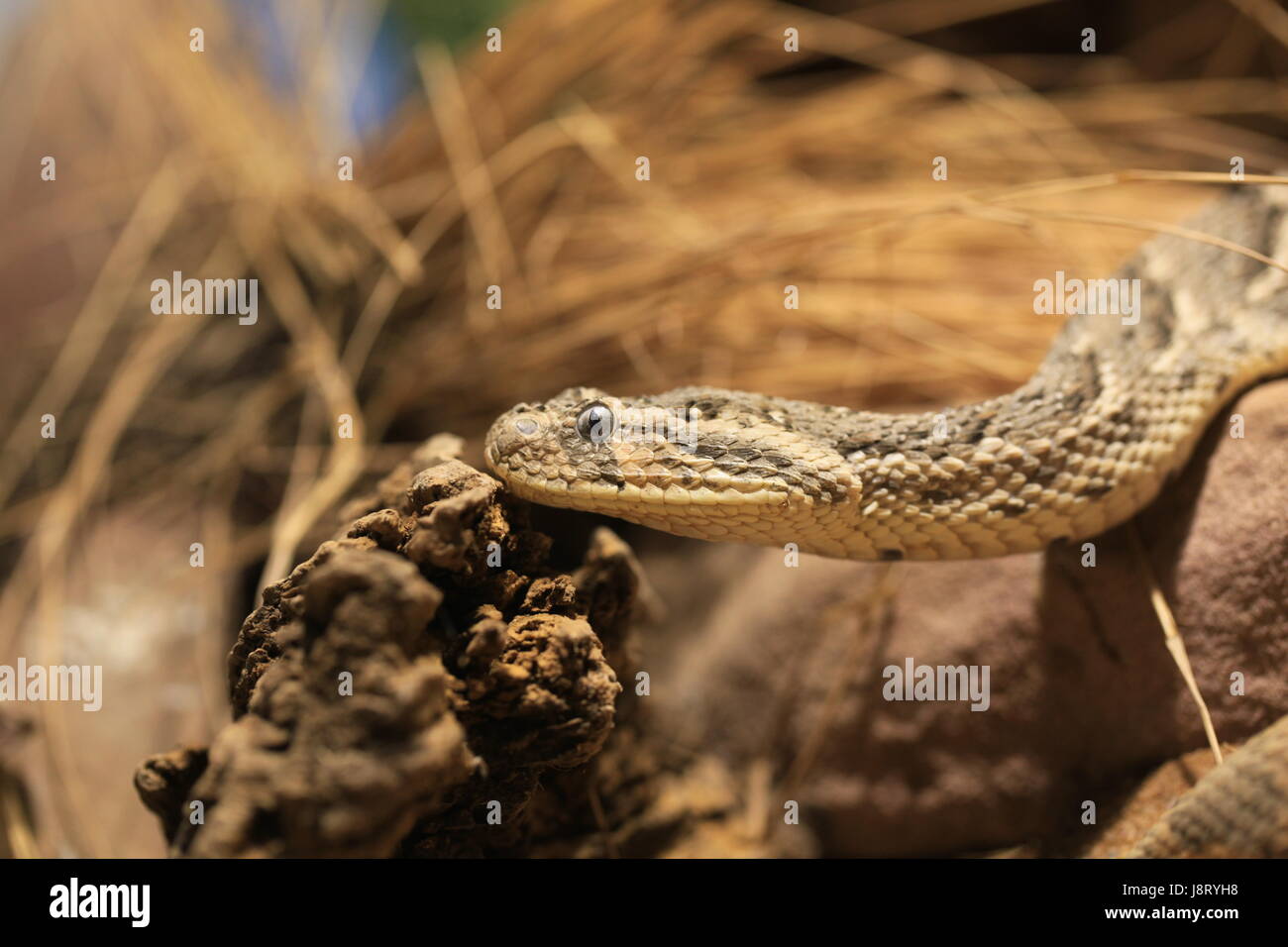 puffotter in closeup Stock Photo - Alamy