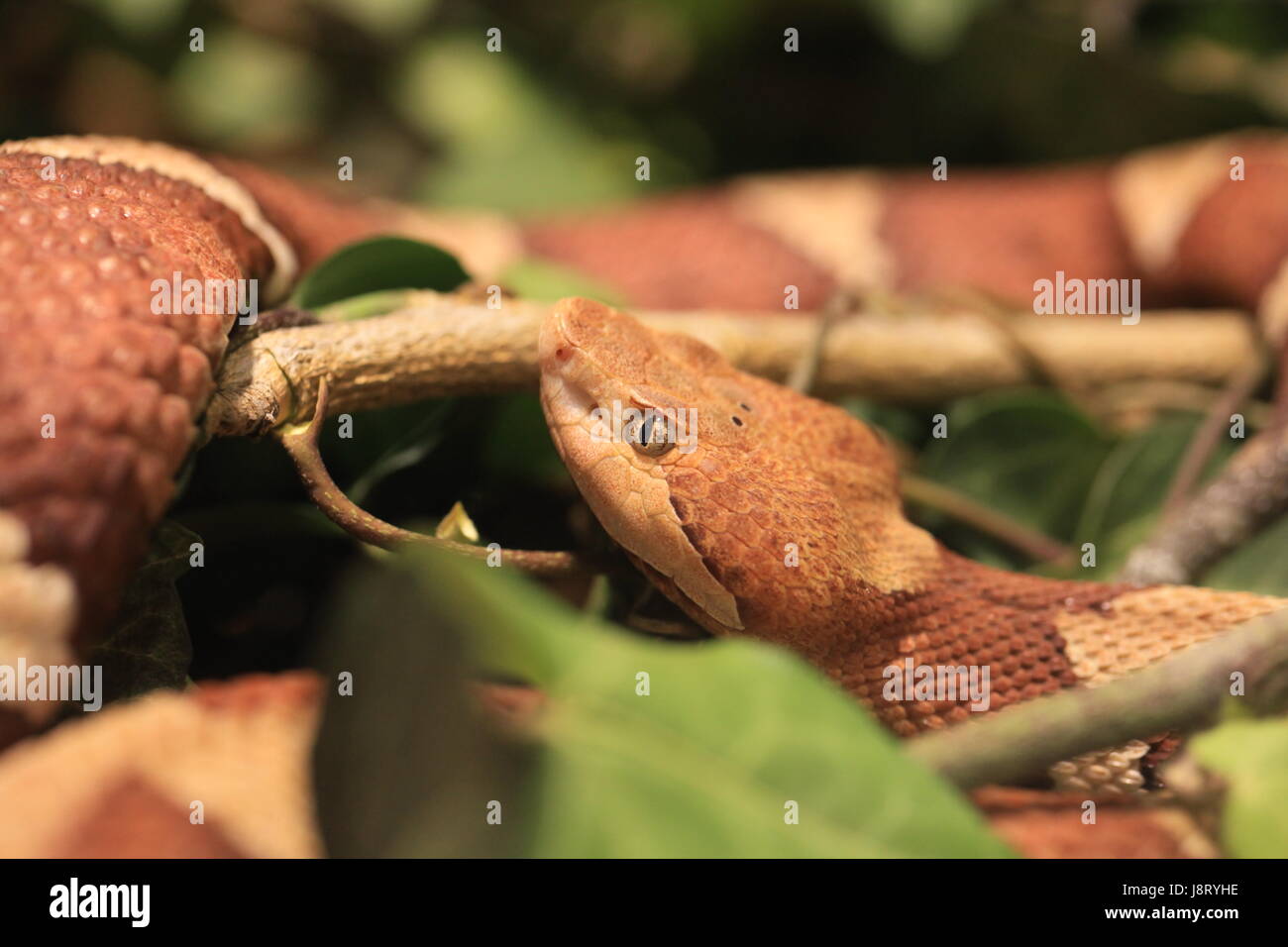copper head in closeup Stock Photo - Alamy