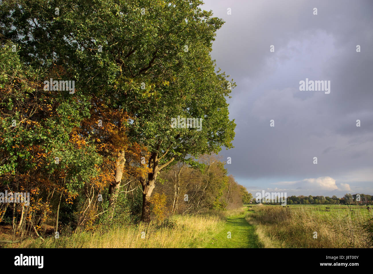 tree, field, outside, cloudy, season, landscape, scenery, countryside ...