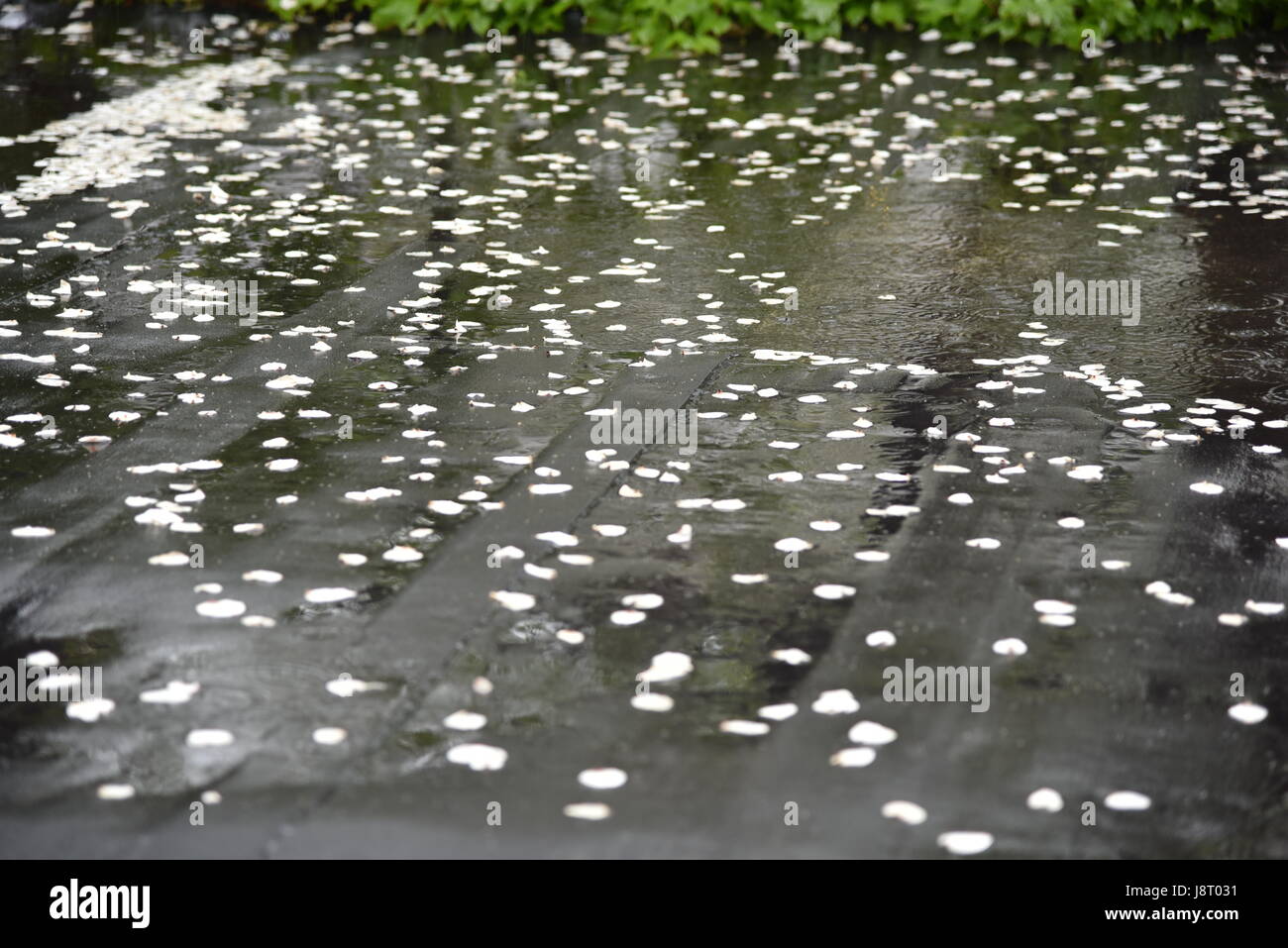 Rainy Day in Spring Stock Photo - Alamy