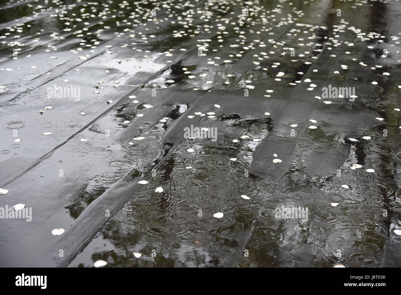 Rainy Day in Spring Stock Photo - Alamy