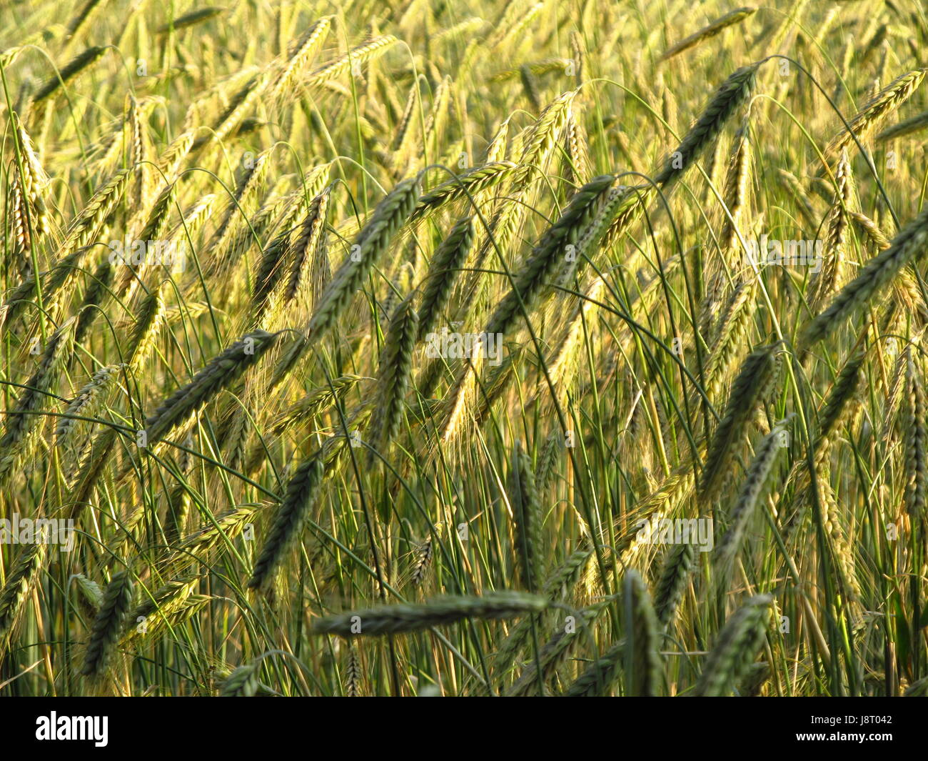grain, counter-light, golden, grain field, decorative, backdrop ...