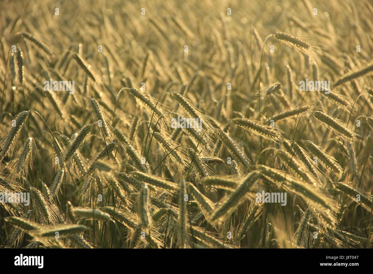 grain, counter-light, golden, grain field, decorative, backdrop ...