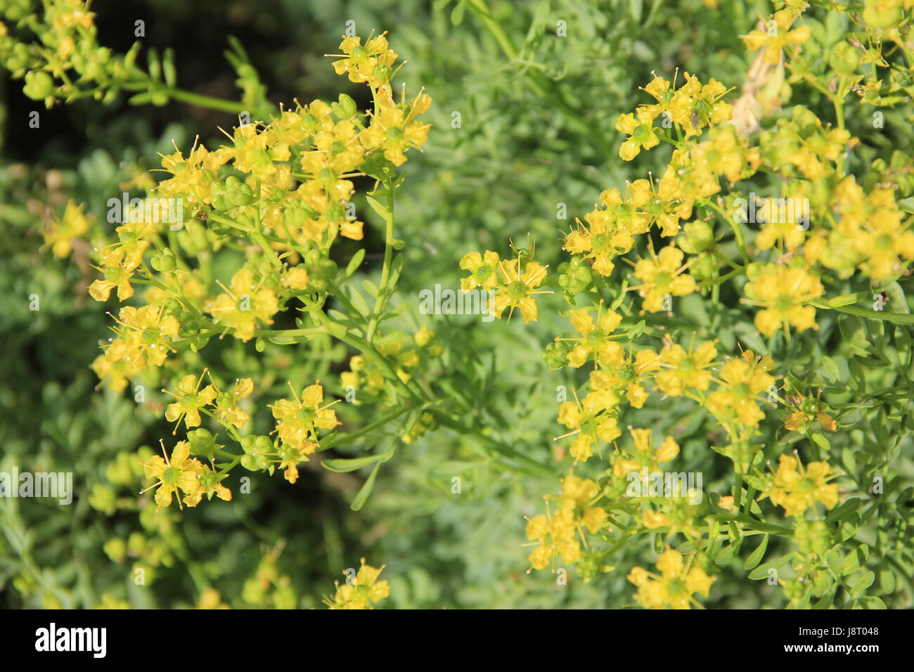 spice, decorative plant, medicinal plant, spice, condiment, garden ...