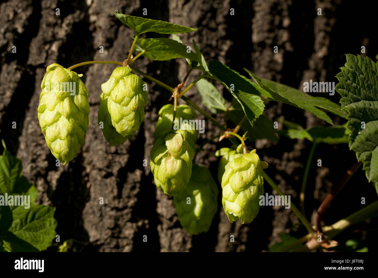 leaf, spice, herb, hop, creeper, plant, leaf, macro, close-up, macro ...