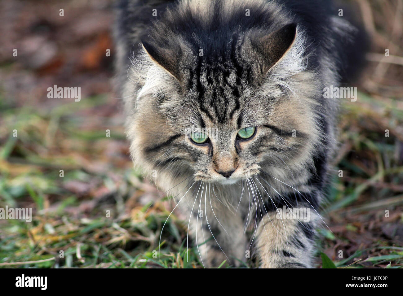 the predatory elegance of a cat Stock Photo - Alamy