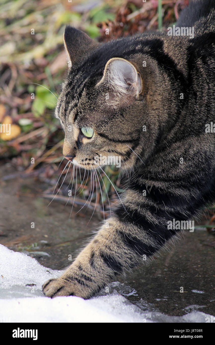 the cautious step in the snow Stock Photo - Alamy