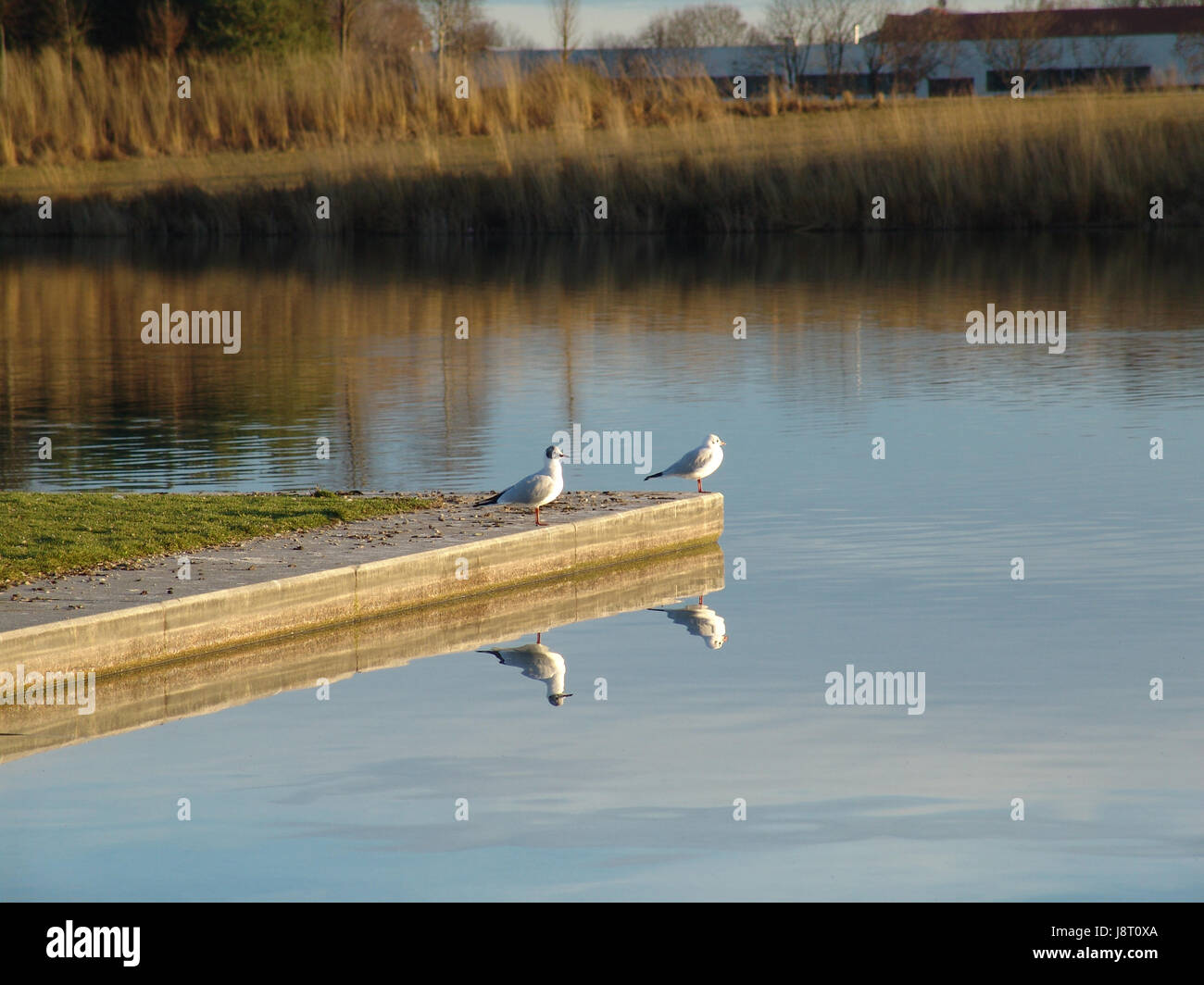 bird, fauna, birds, sea swallow, salt water, sea, ocean, water, nature ...